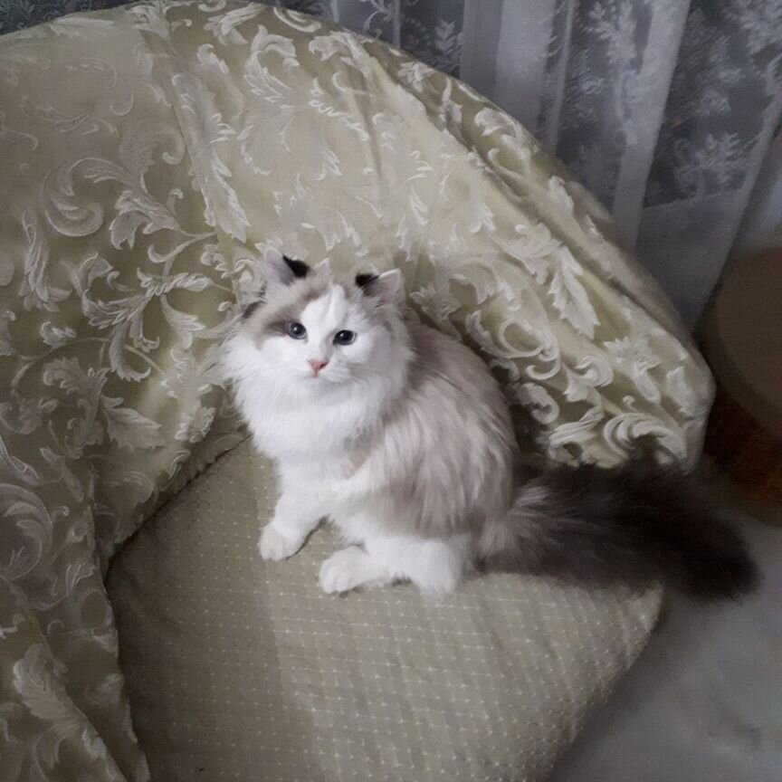 Кошечка в добрые руки