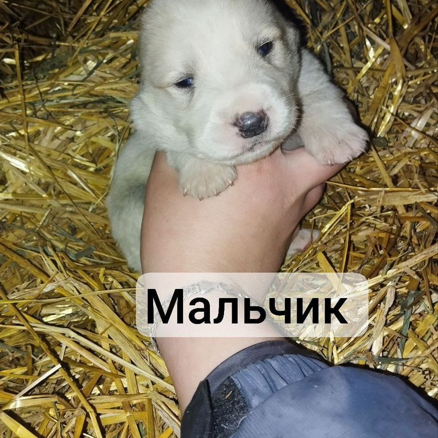Алабаи