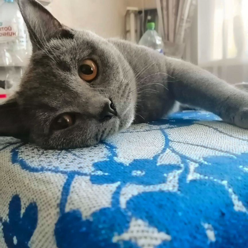 Кот британец