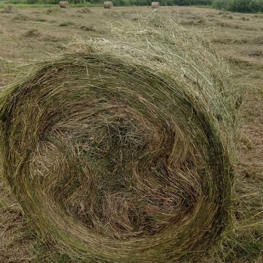 Сено люцерны в рулонах