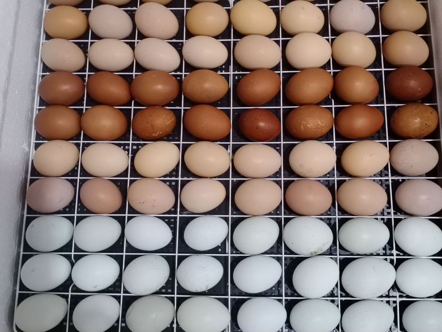 Инкубационное яйцо несушек и мясояичных пород