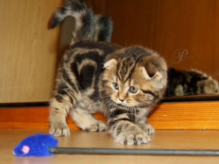 Шотландские вислоухие малыши