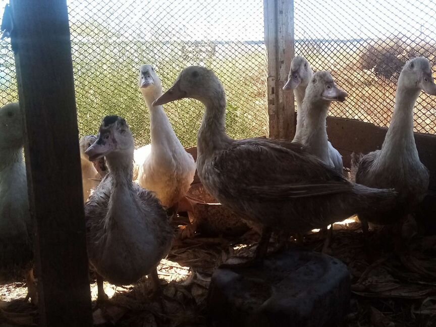 Утки муларды