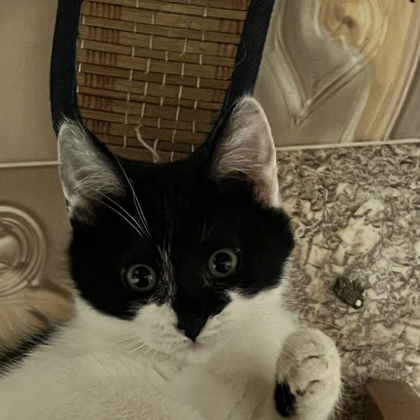 Отдам в добрые руки котенка девочку