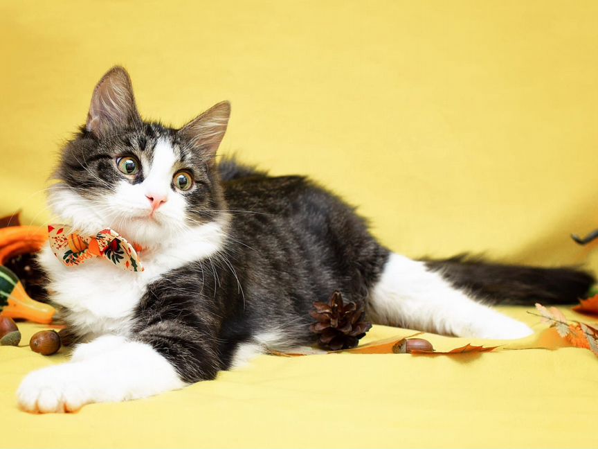 Осенний котик Линкольн ждет семью