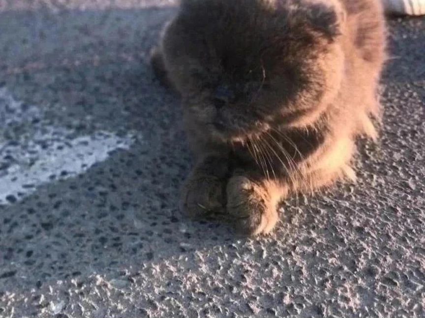 Старый котик
