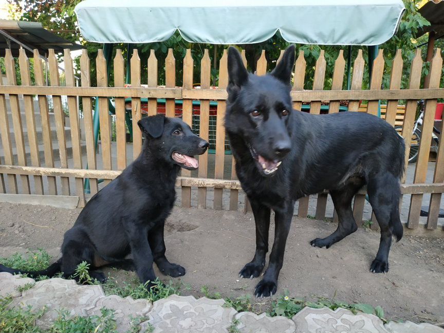 Черные овчарки - черные щенки -угольки