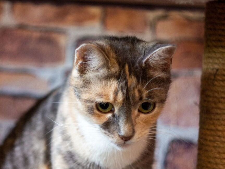 Европейская