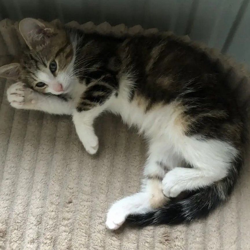 Котёнок в добрые руки