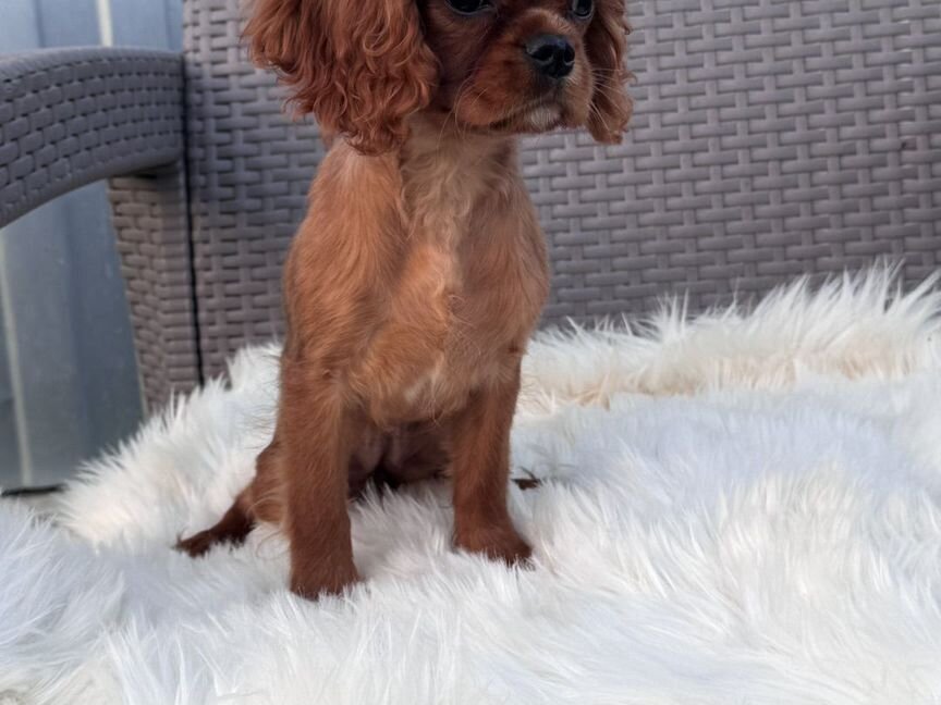 Кавалер девочка рубиновая