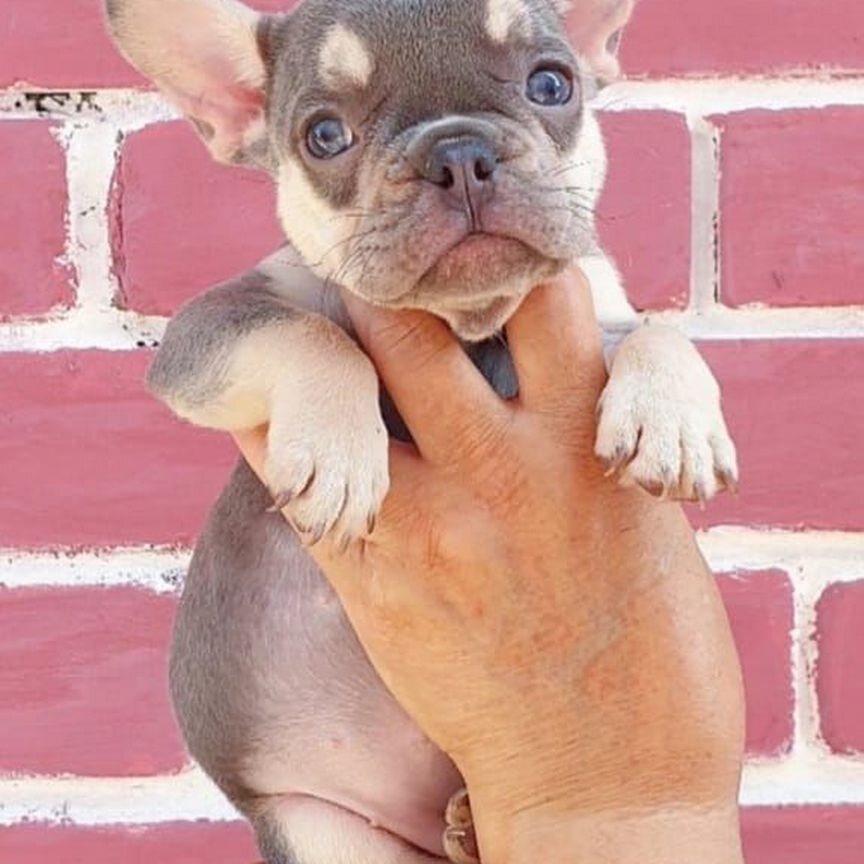 Французский бульдог щенки