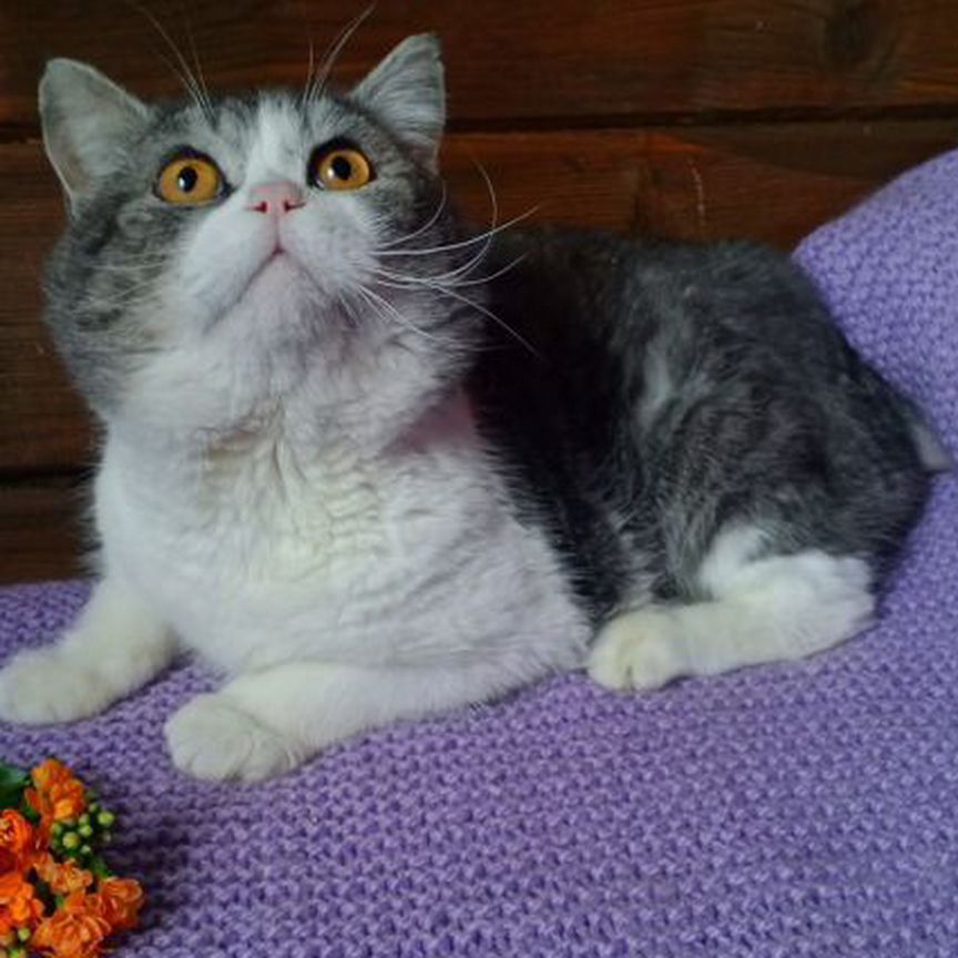 Британский короткошёрстный, взрослый кот