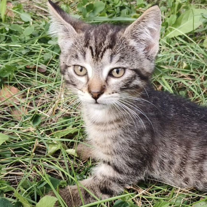 Котенок девочка в добрые руки
