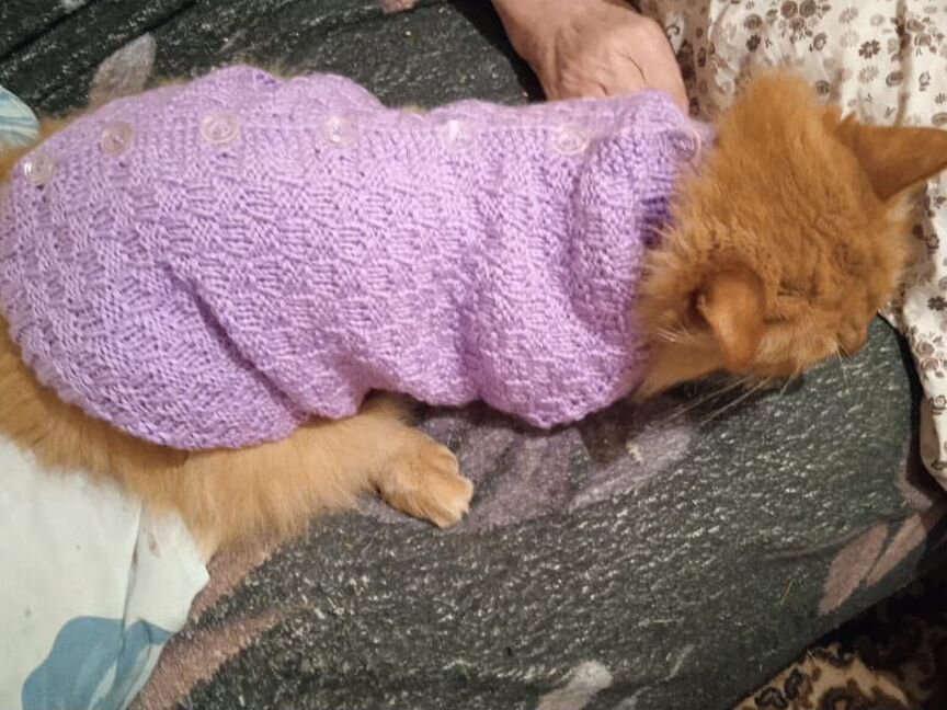 Одежда для котиков вязаная от 500