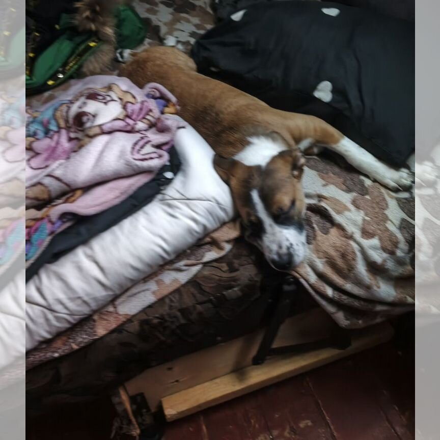 Американский стаффордширский терьер, щенок