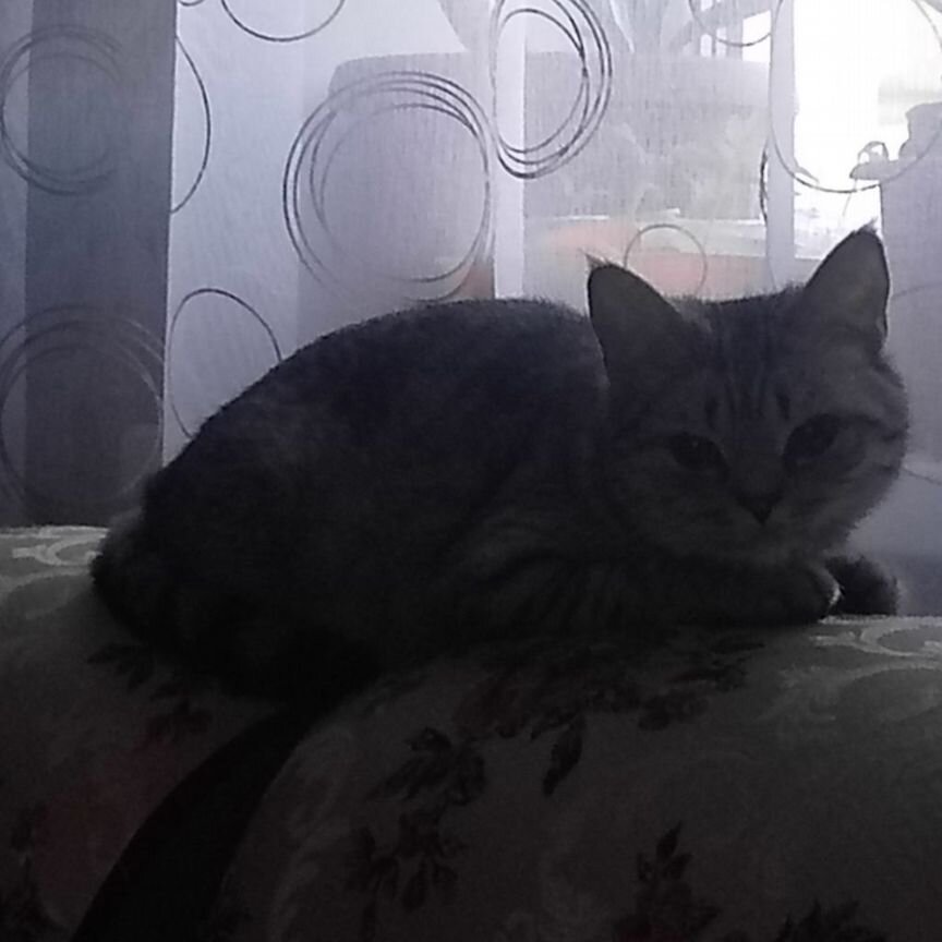 Шотландская вислоухая короткошёрстная, взрослая кошка