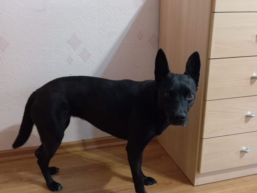 Ищу хозяина с двором для собаки