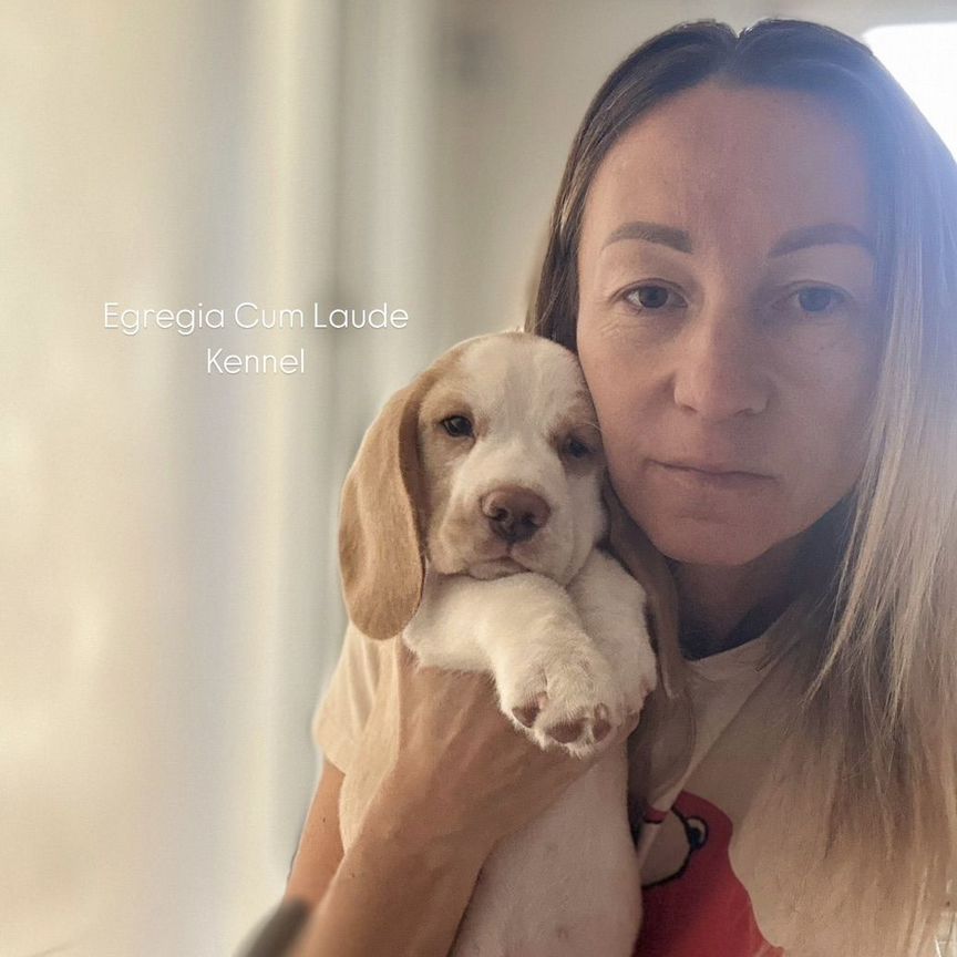 Щенок бигля. Мальчик. Биколор