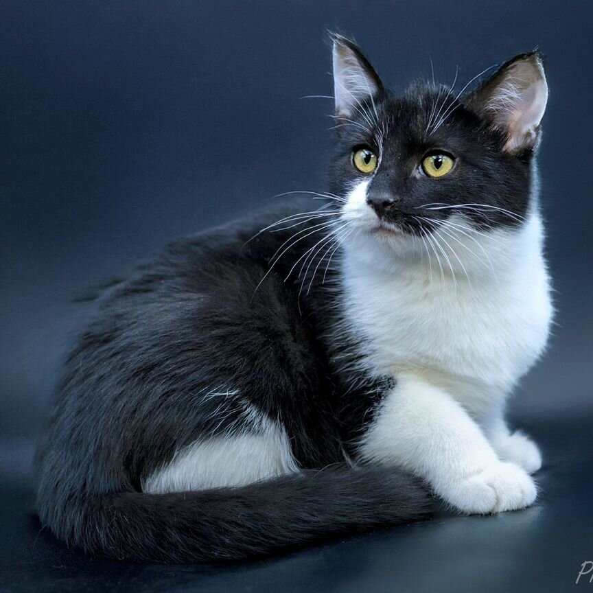 Красивый, яркий котик-булочка, около 3,5мес