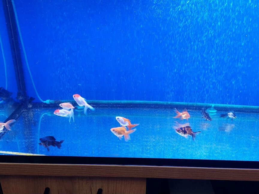 Золотые рыбки