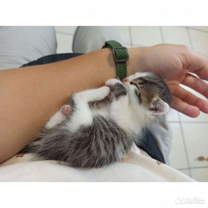 Котëнок-девочка