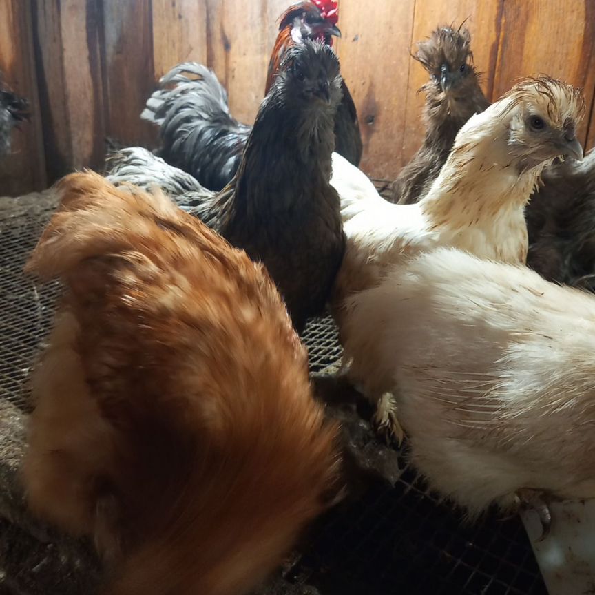 Цыплята китайские шелковые, несушка