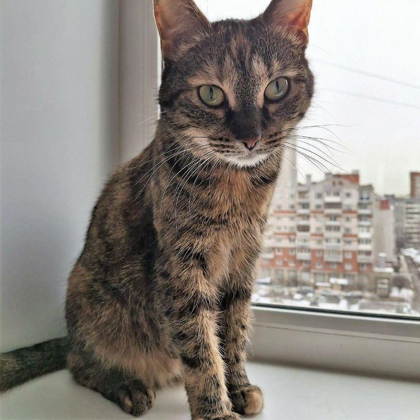 Взрослая, кошка в добрые руки