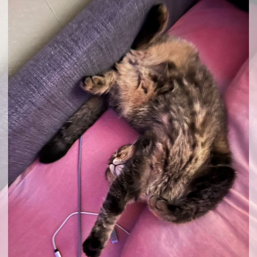 Коты для вязки,шотландец вислоухий