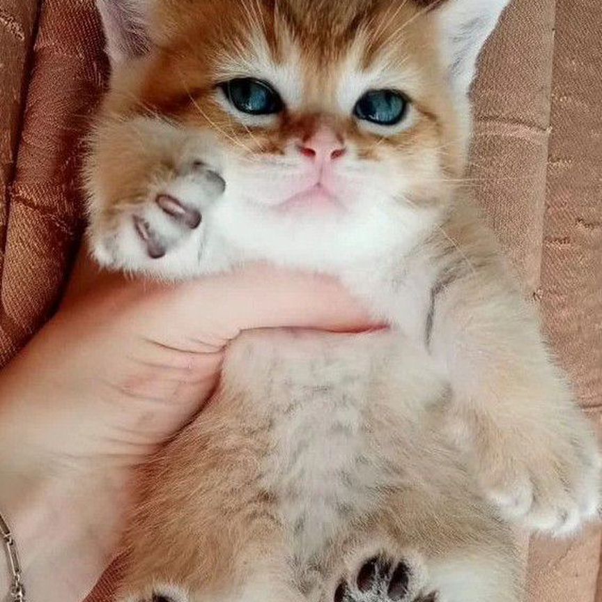 Шотландские котодетки золотая шиншилла