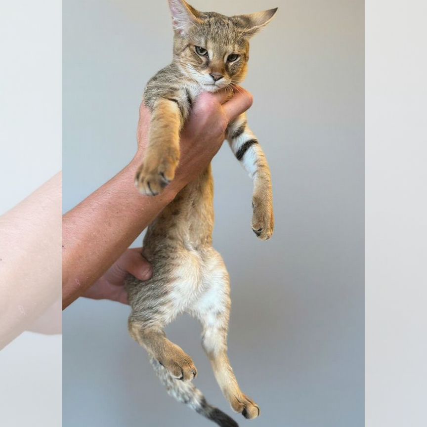 Чаузи котёнок