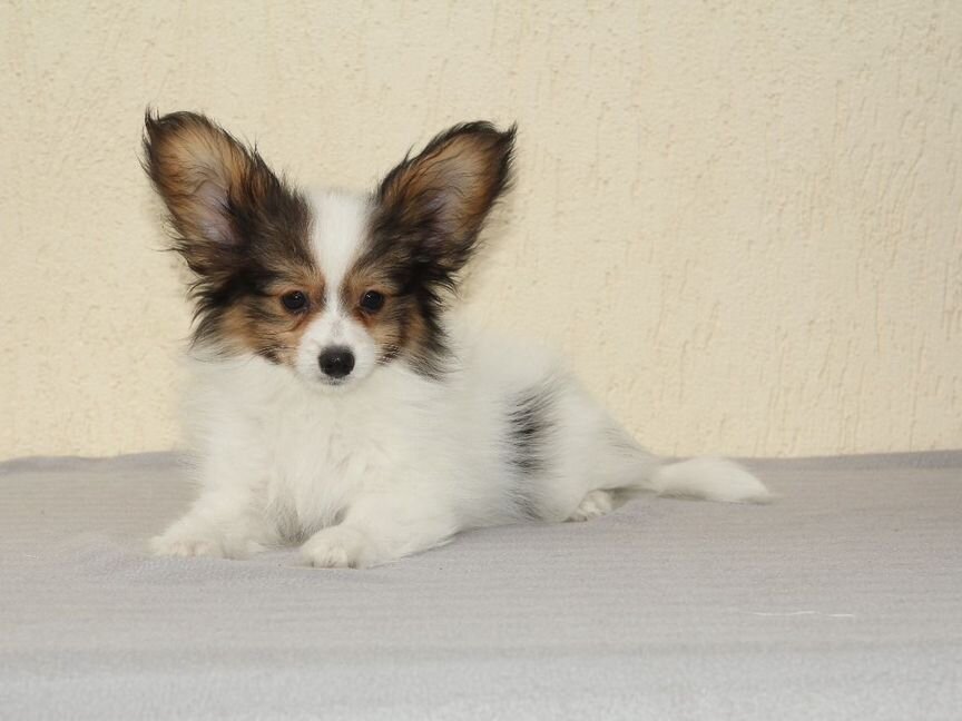 Щенки папийона