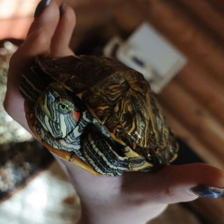 Красноухая черепаха