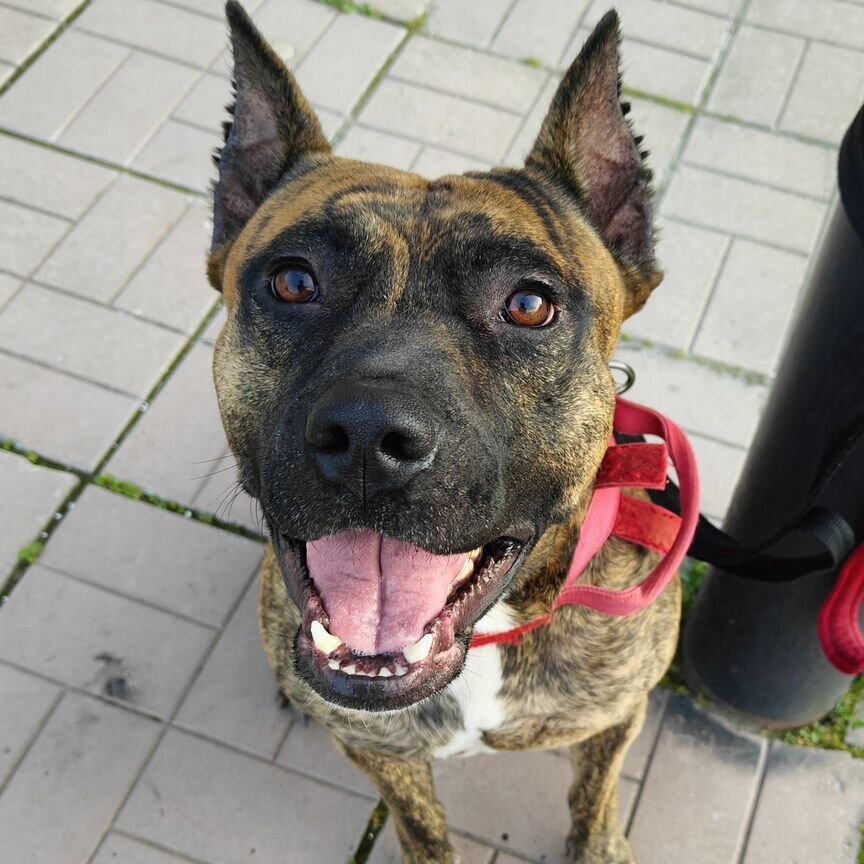 Американский питбультерьер, взрослый пёс