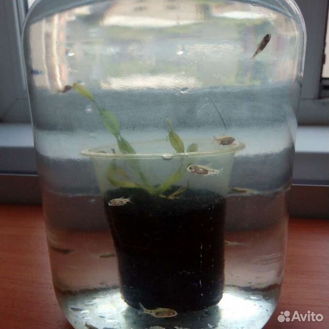 Мальки огненного барбуса