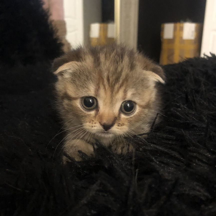 Шотландская вислоушка котята