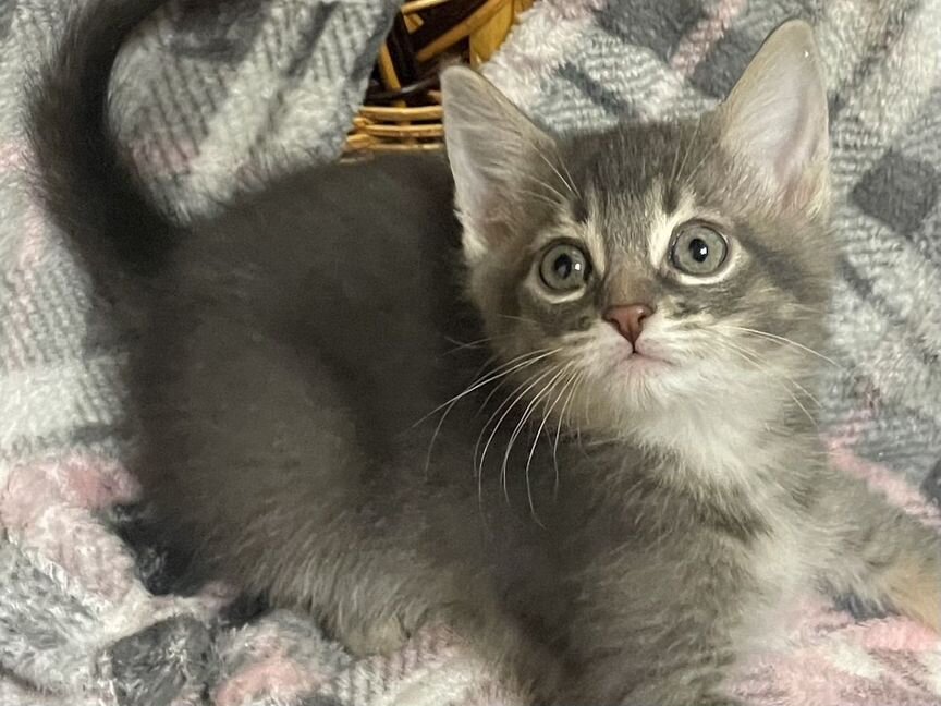 Котята в добрые руки даром