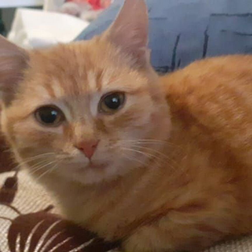 Котенок в добрые руки