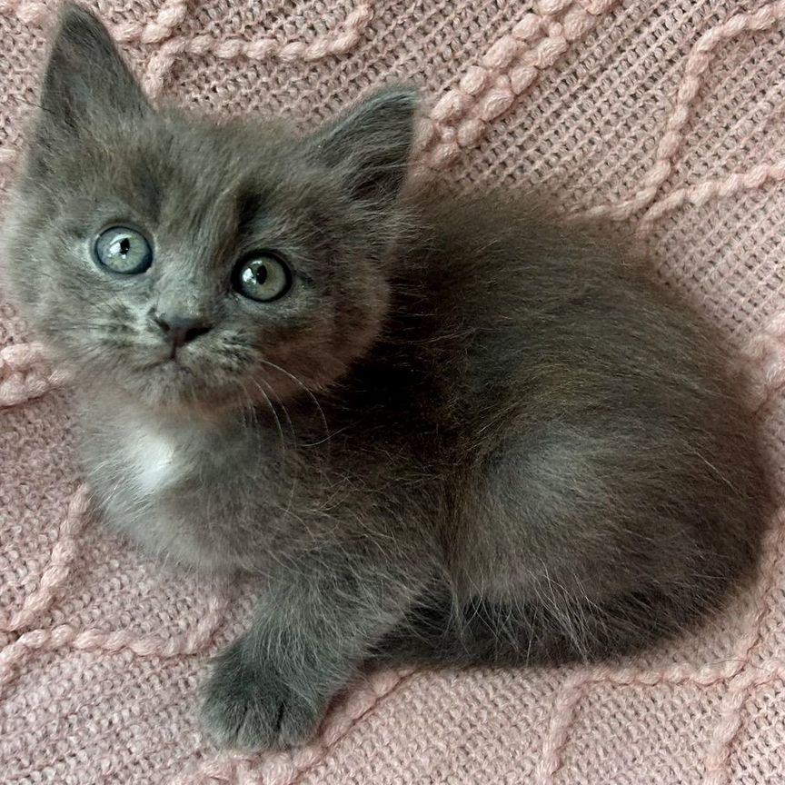Маленький котёнок ищет дом