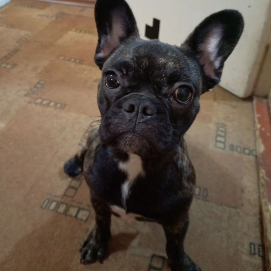 Французский бульдог щенок девочка