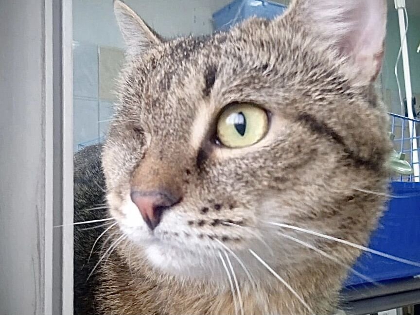 Кот Пират в добрые руки