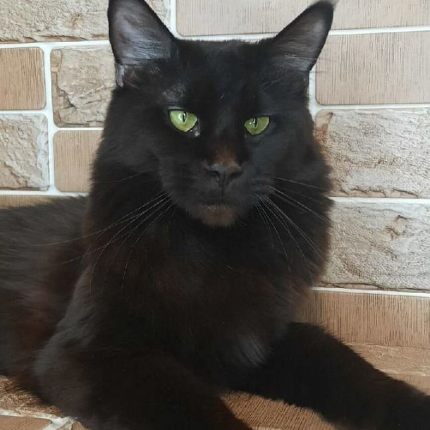 Кошка мейн-кун бесплатно с отслеживанием судьбы