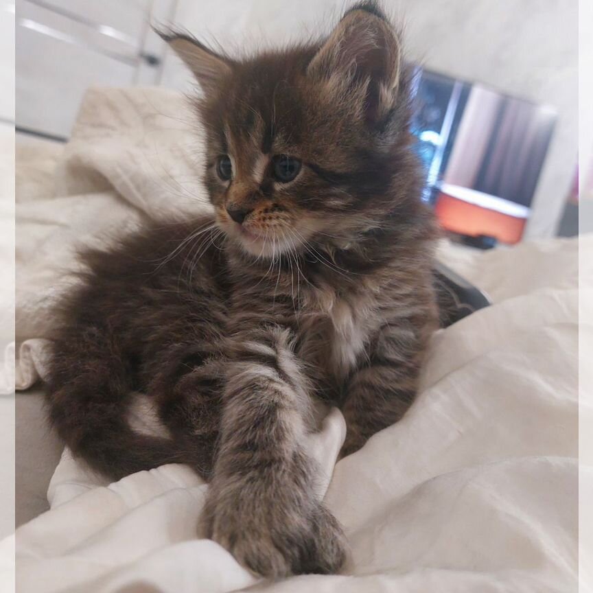 Мейн-кун котёнок