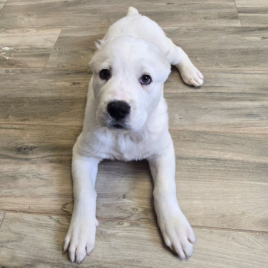 Среднеазиатская овчарка, щенок