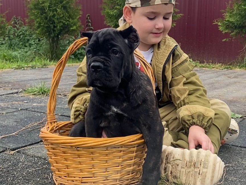 Кане корсо тигровая девочка