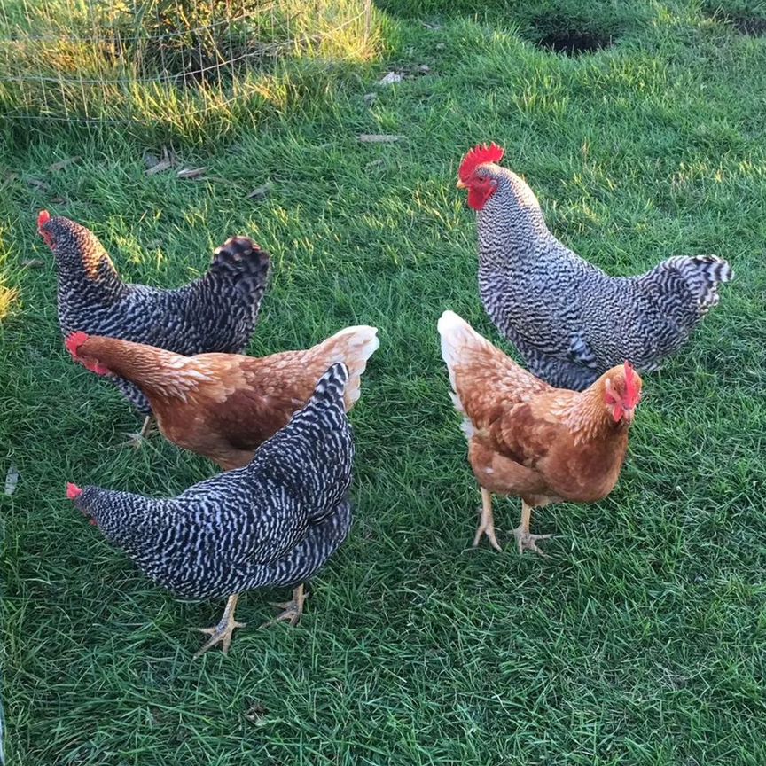 Куры несушки доставка сегодня