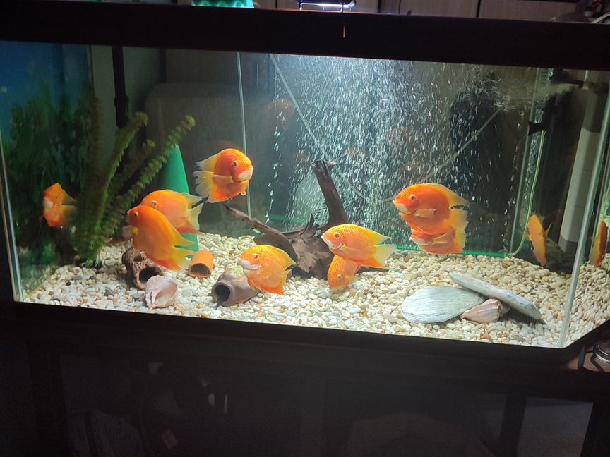 Аквариум 500 литров