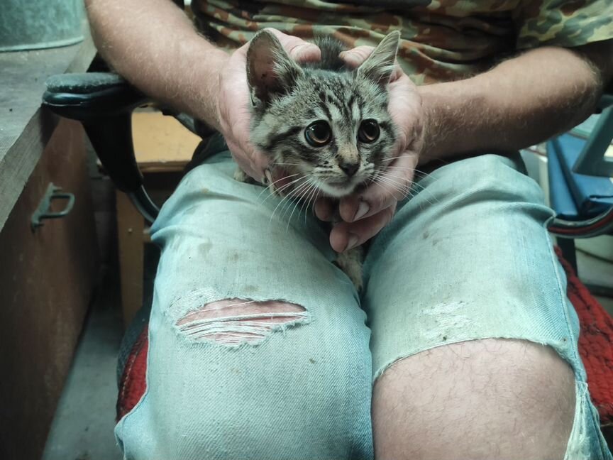 Котенку нужен дом