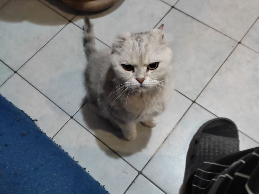 Найдена кошечка