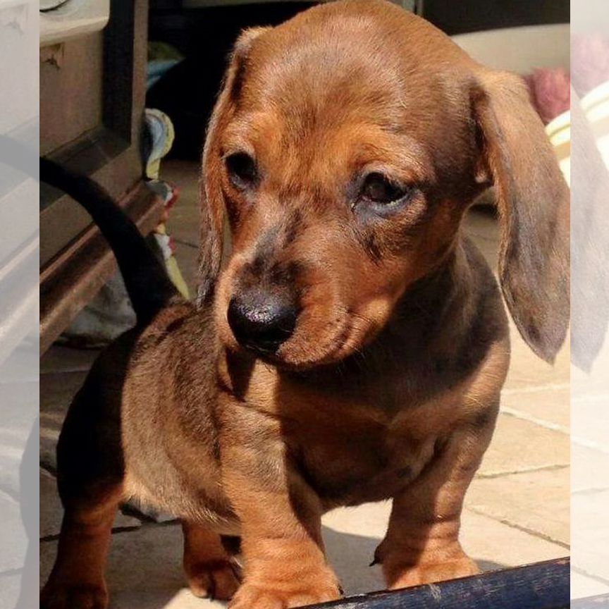 Такса, щенок