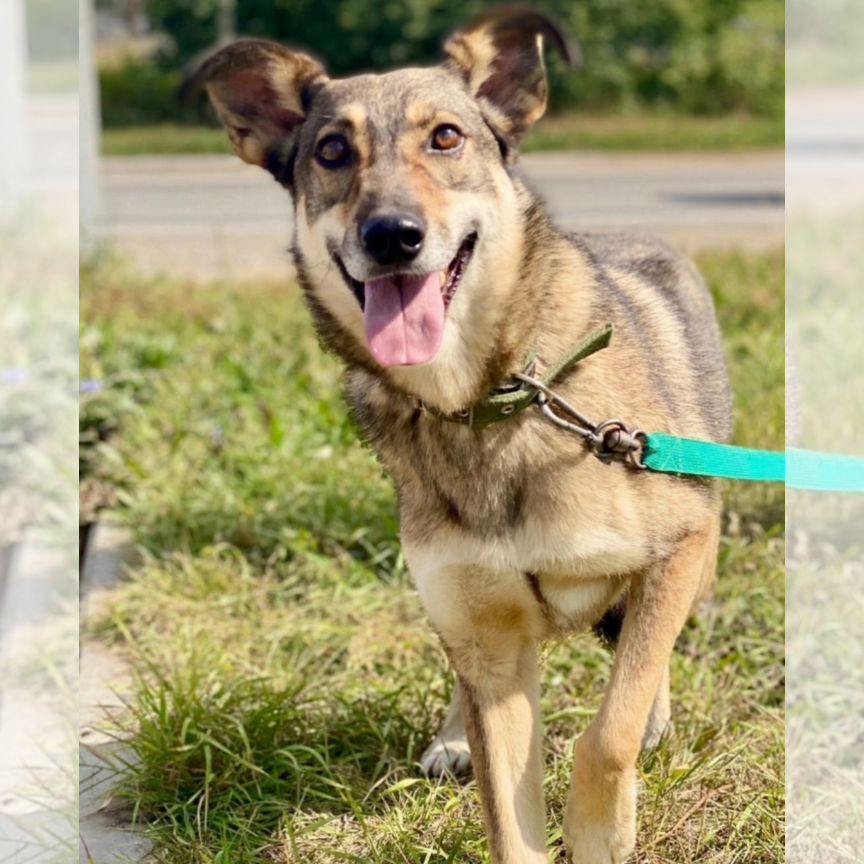 Взрослый пёс в добрые руки